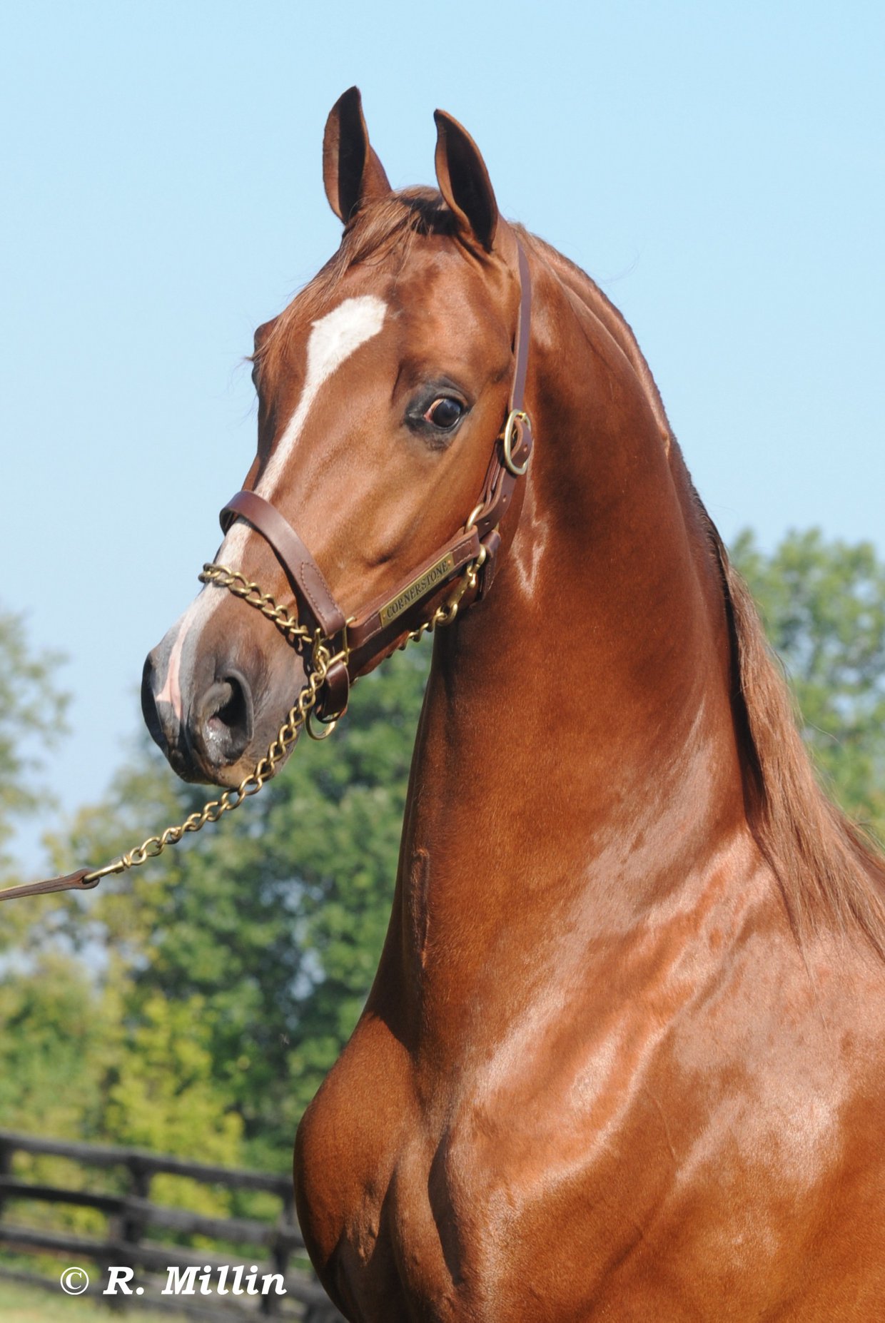 Social Media - Hagan Saddlebreds