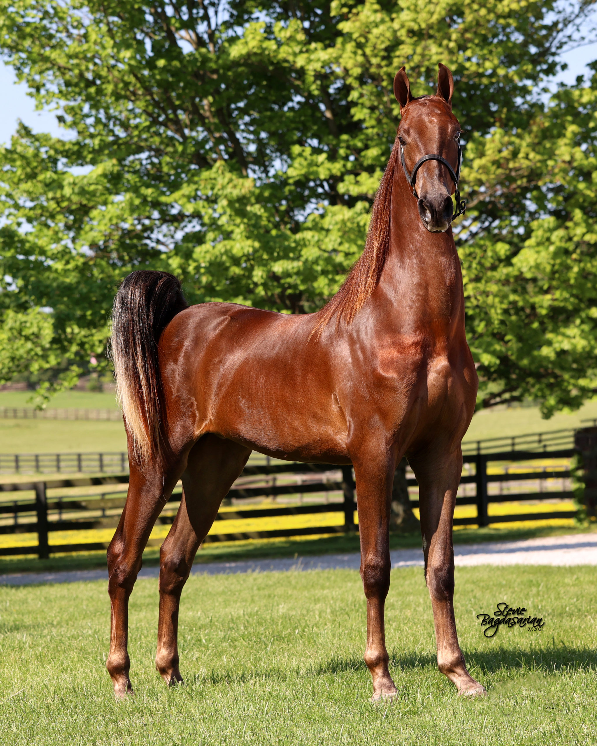 Horses in Training - Hagan Saddlebreds