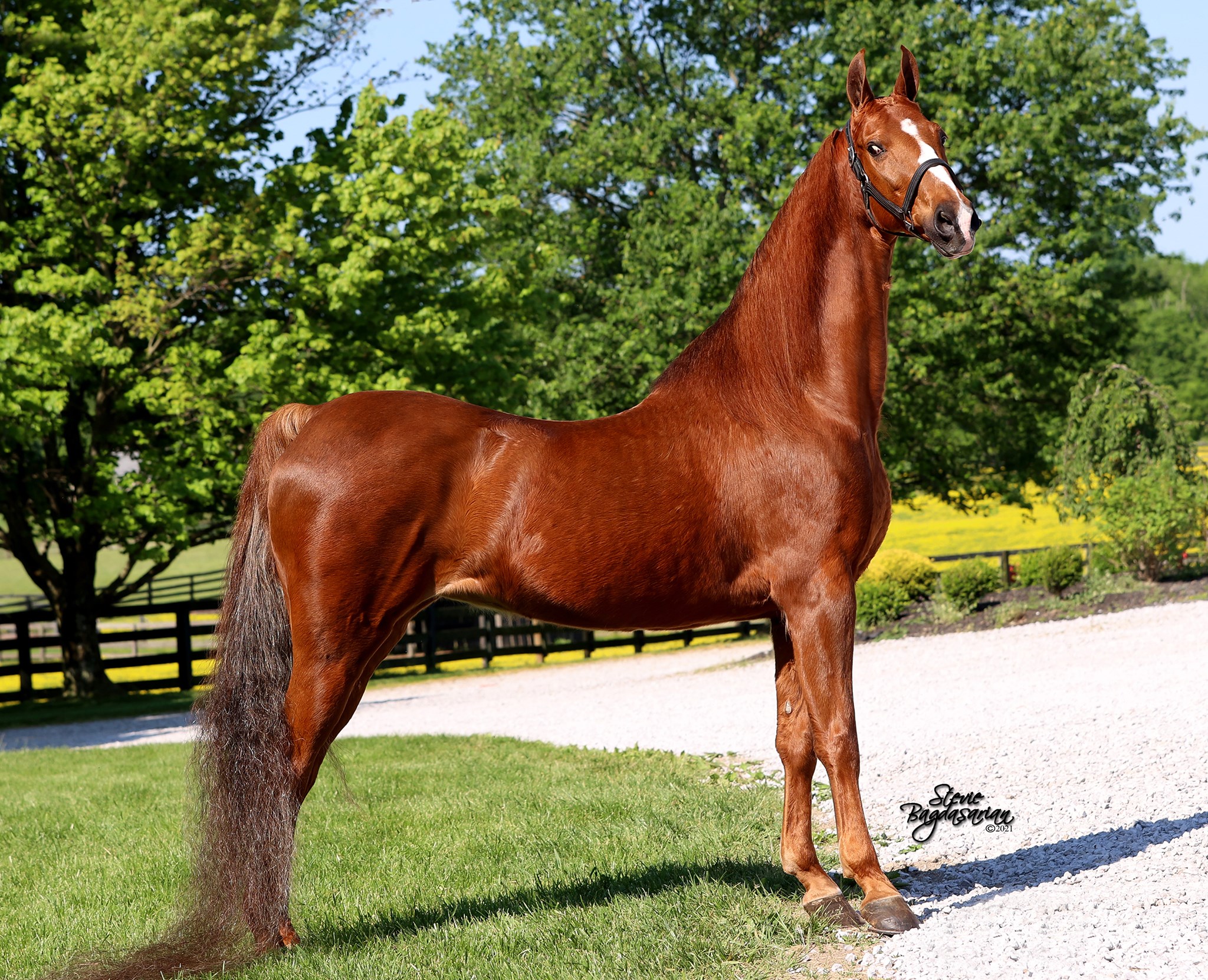 Pensioners - Hagan Saddlebreds