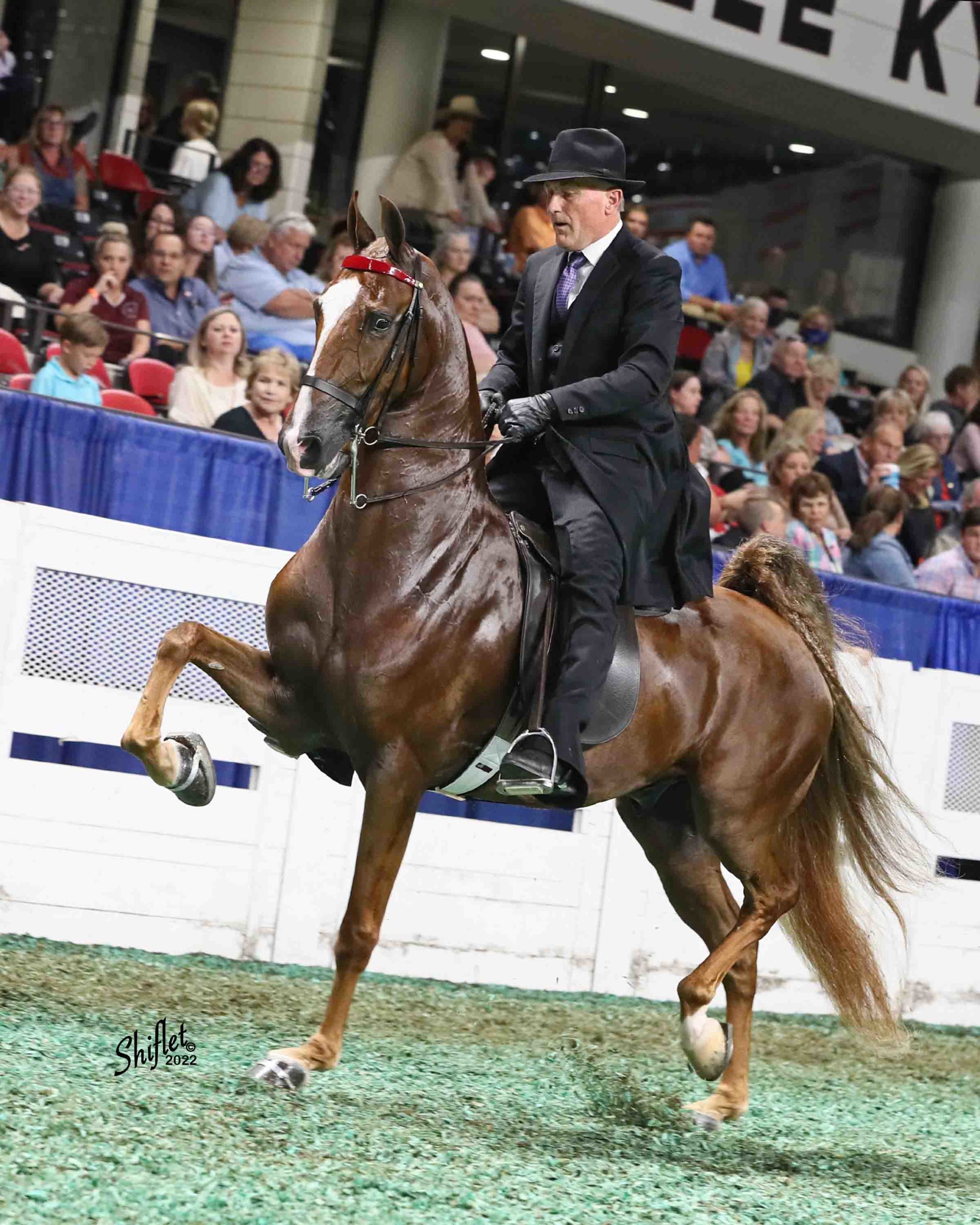 Horses in Training - Hagan Saddlebreds