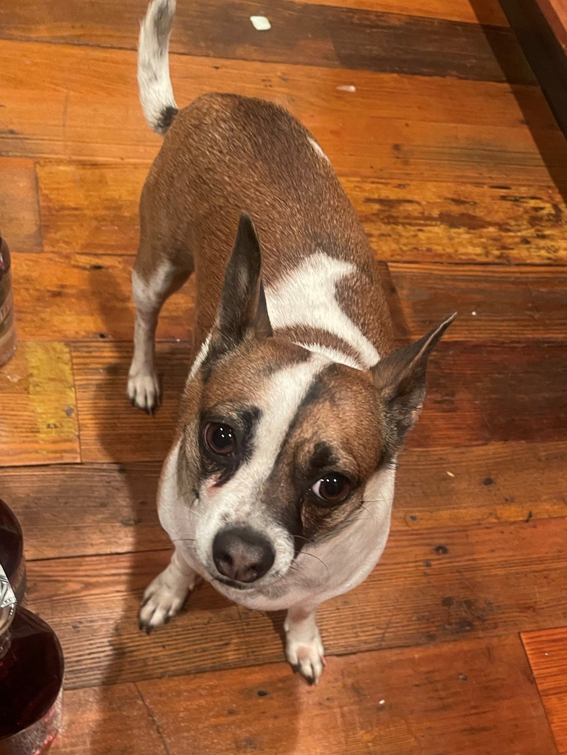 Social Media - Hagan Saddlebreds